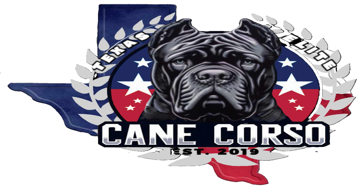 Cane Corso Breeder | Brookeland, TX | 409-988-9131
