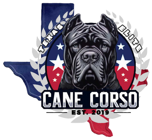 Los Cane Corsos Son Ilegales En Illinois