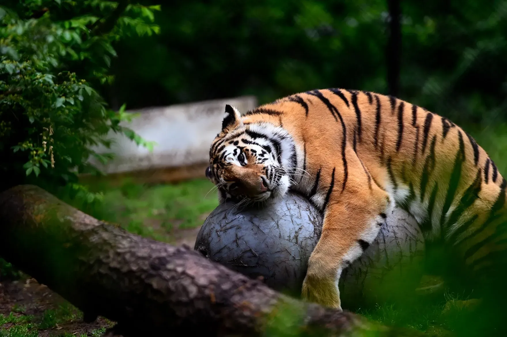 ROAR INTO SPRING: BEARDSLEY ZOO UNLEASHES THE CALENDAR OF FUN!