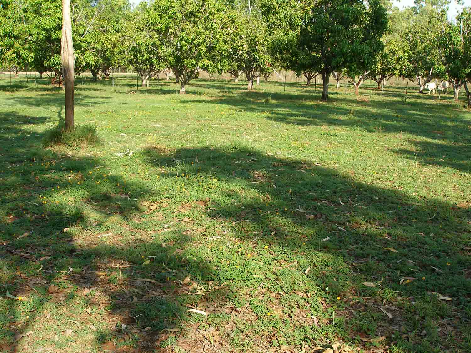 Caravan Park & Camping | Pandanus on Litchfield