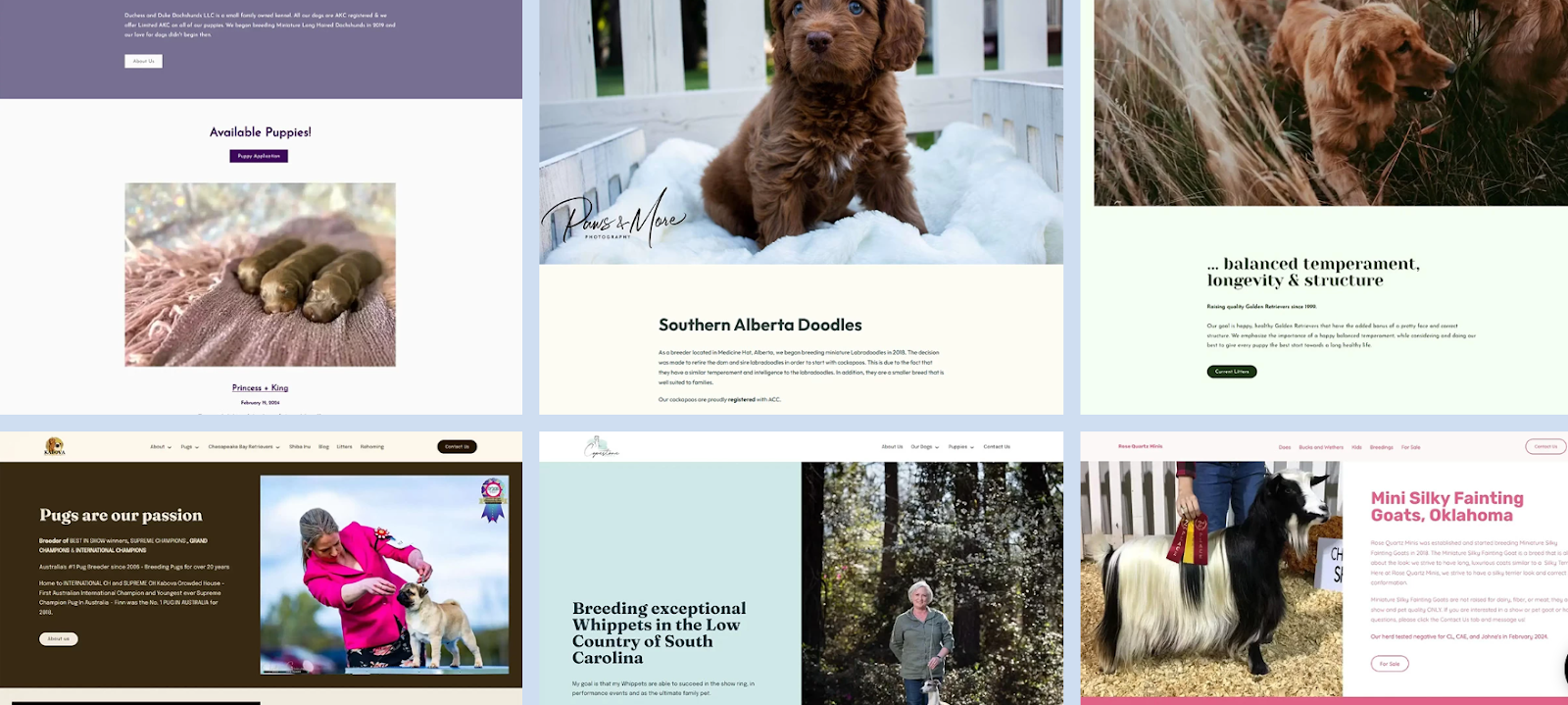 Top 5 Website Builders for Dog Breeders + Analytics & Reporting ...