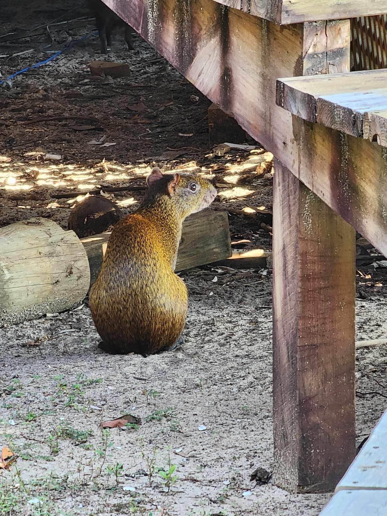 Luxury Beachfront Retreat | Azure Del Mar | Placencia, Belize