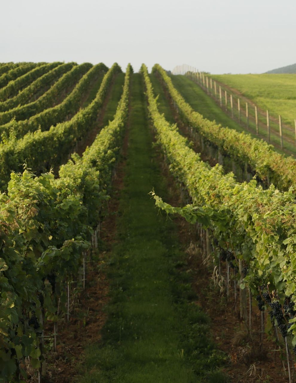 Winery Gallery | Big Cork Vineyards | Rohrersville, MD