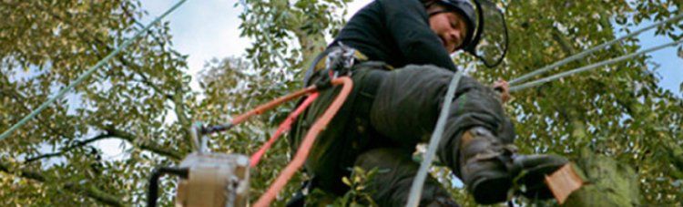 Expertise in all aspects of tree surgery | Edward Payne & Co.Ltd