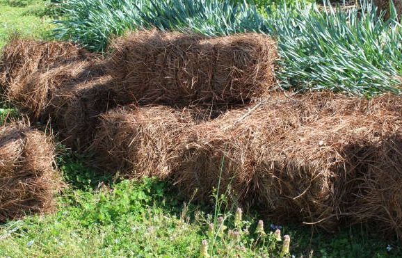 Pine Straw Bales Installation in Sanford, Cameron, Aberdeen NC | GGL