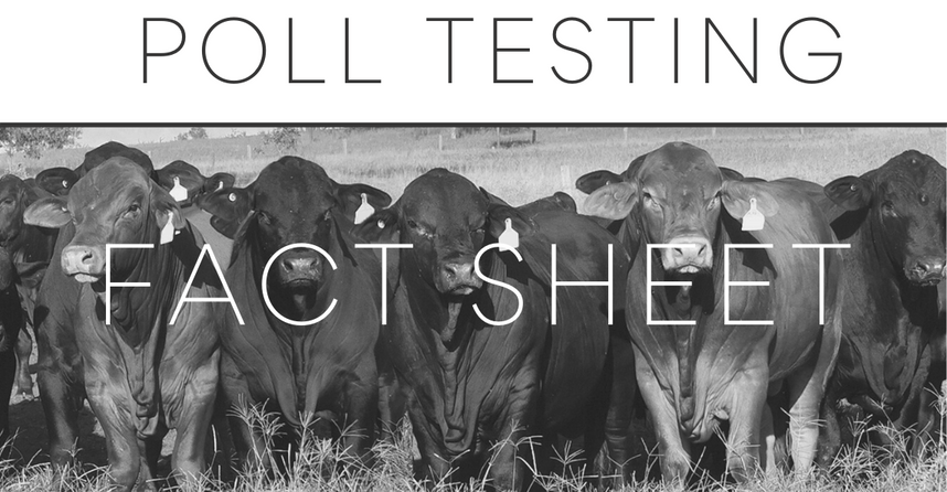 Poll Testing - Fact Sheet