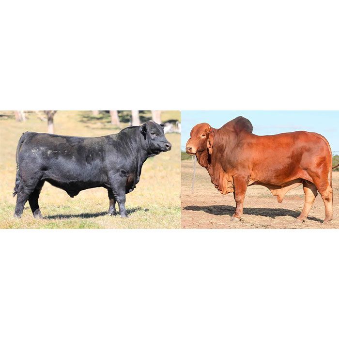 Adding Brahman, Angus & Ultra Animals