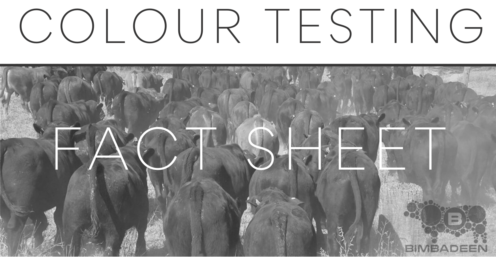 Australian Brangus Cattle Association