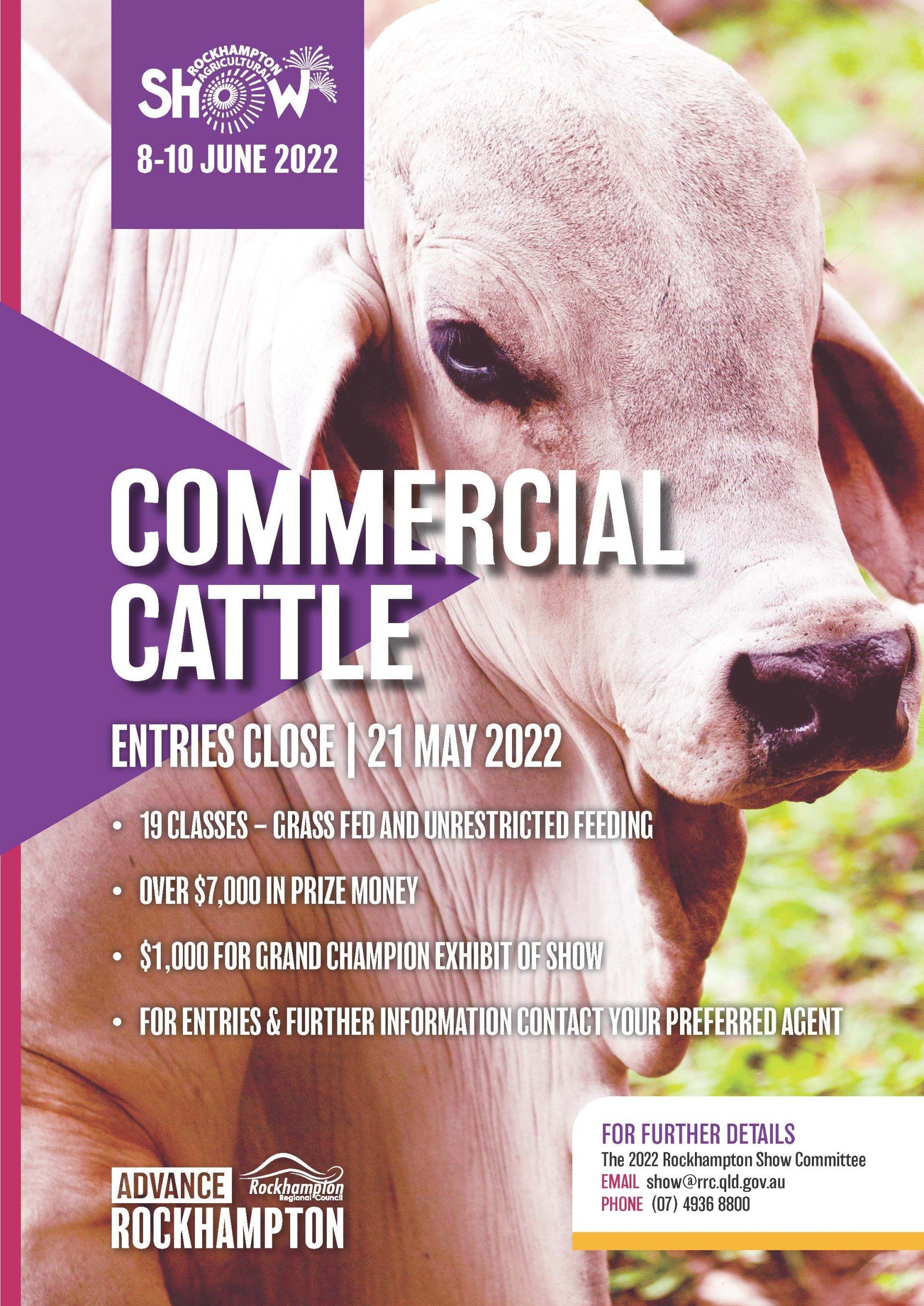 Rockhampton Show | Commercial Cattle Classes