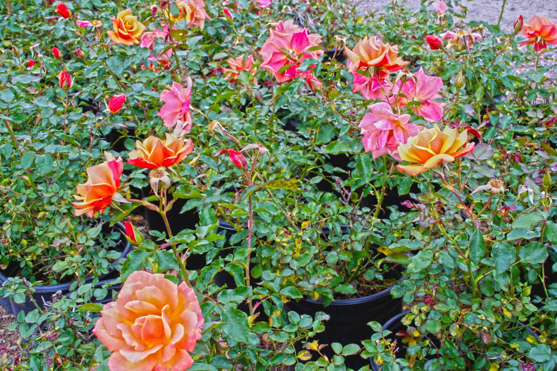 Waterwise Botanicals Nursery & Gardens