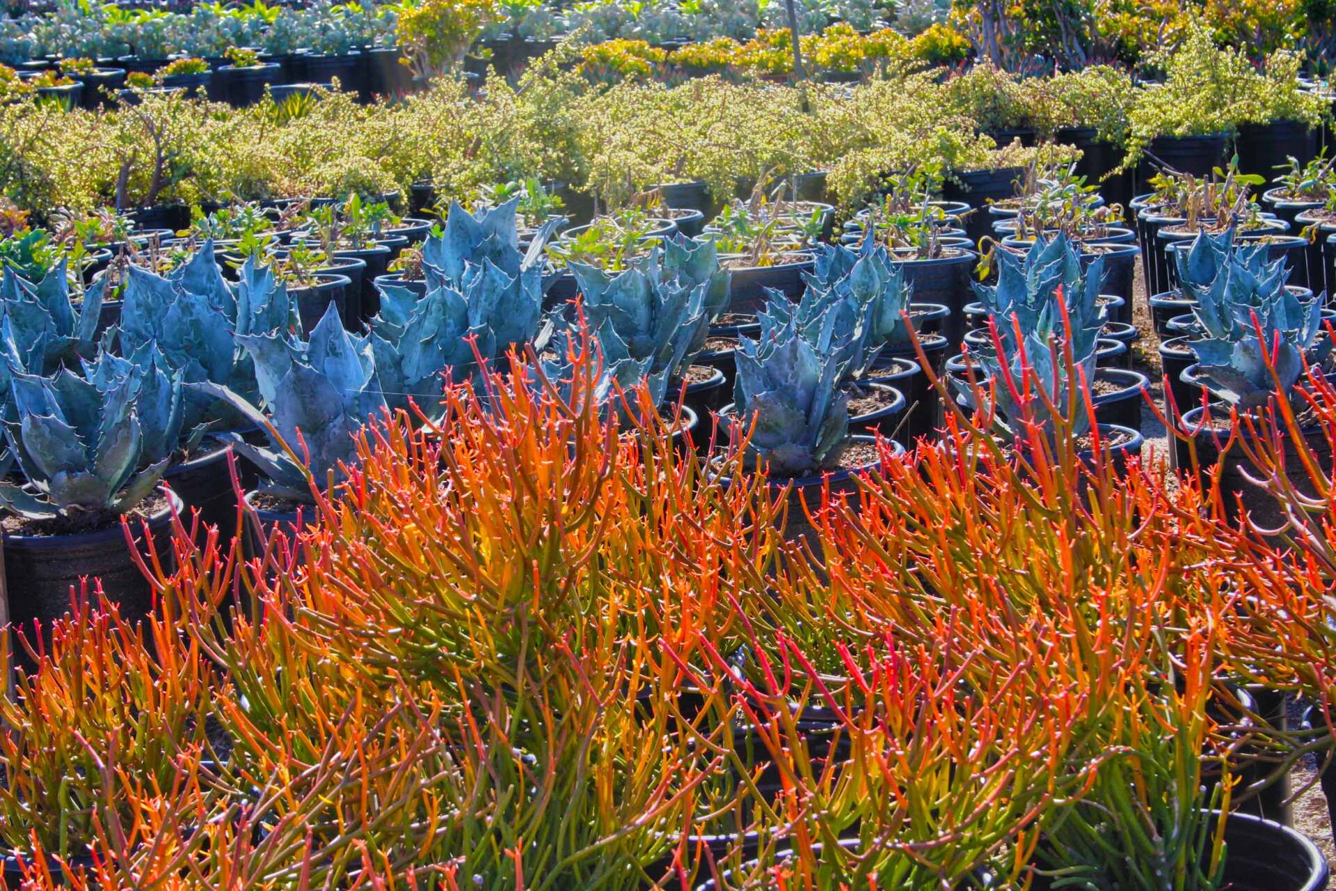 Waterwise Botanicals Nursery & Gardens