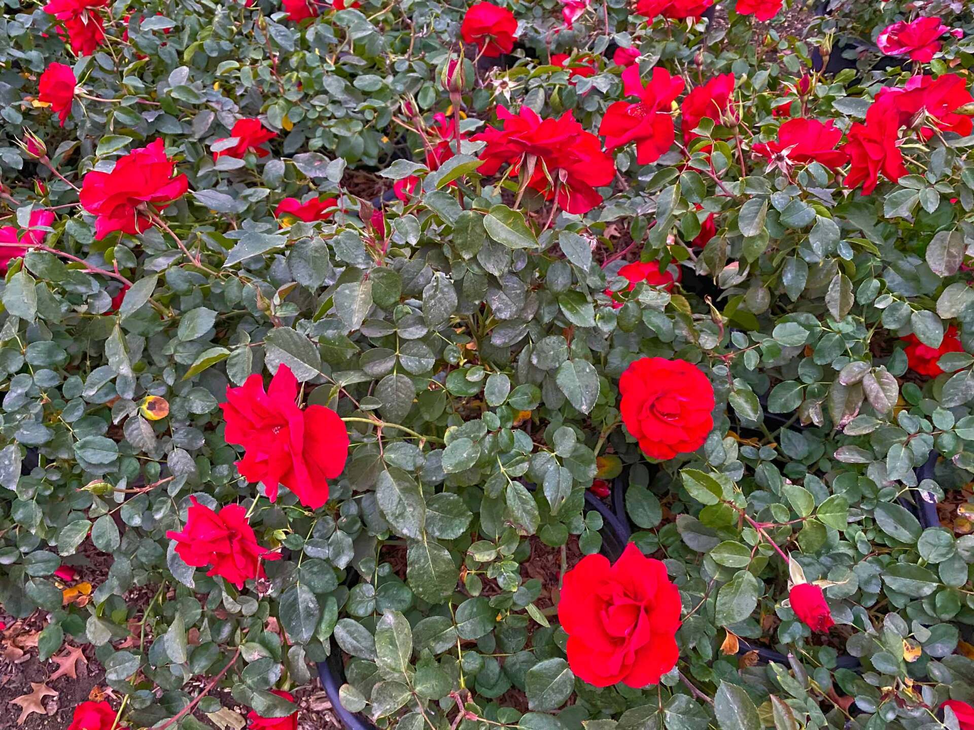 Waterwise Botanicals Nursery & Gardens