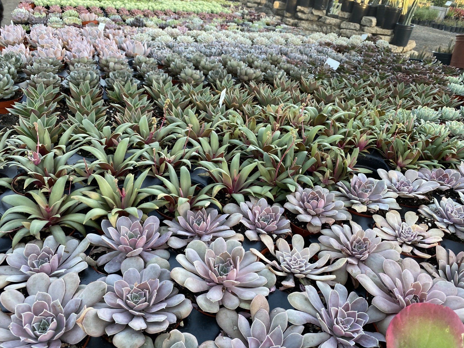 Waterwise Botanicals - Your Destination Botanical Gardens