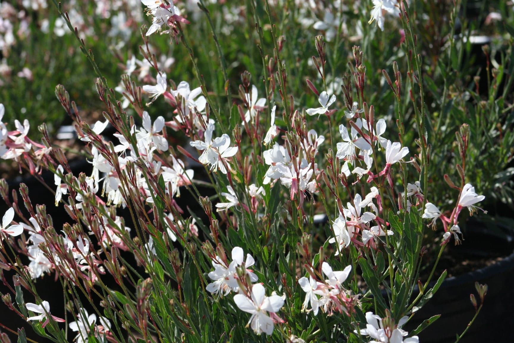 Waterwise Botanicals - Your Destination Botanical Gardens