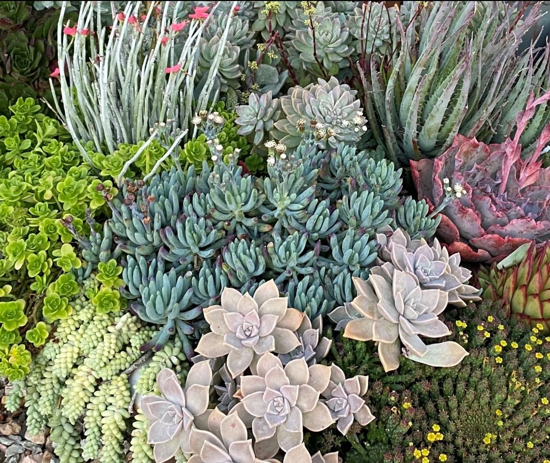 Waterwise Botanicals - Your Destination Botanical Gardens