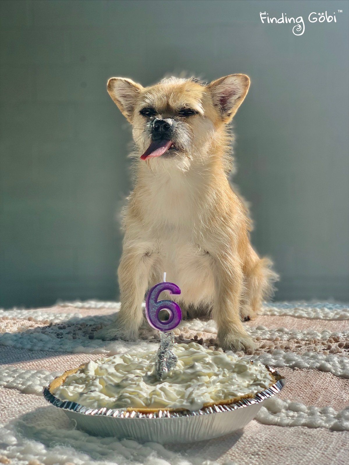 Finding Gobi, Media and News