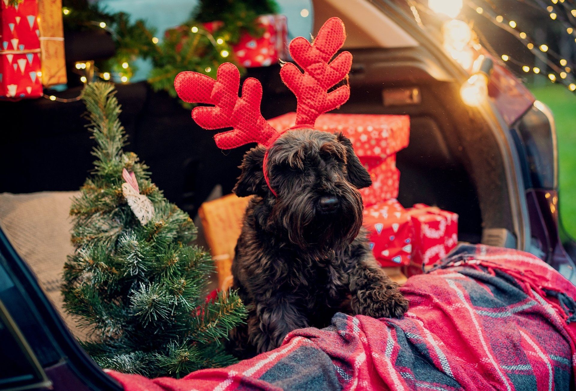 Holidays and your pet
