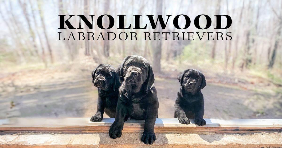 Knollwood Labrador Retrievers: AKC English Labrador Breeder in MA