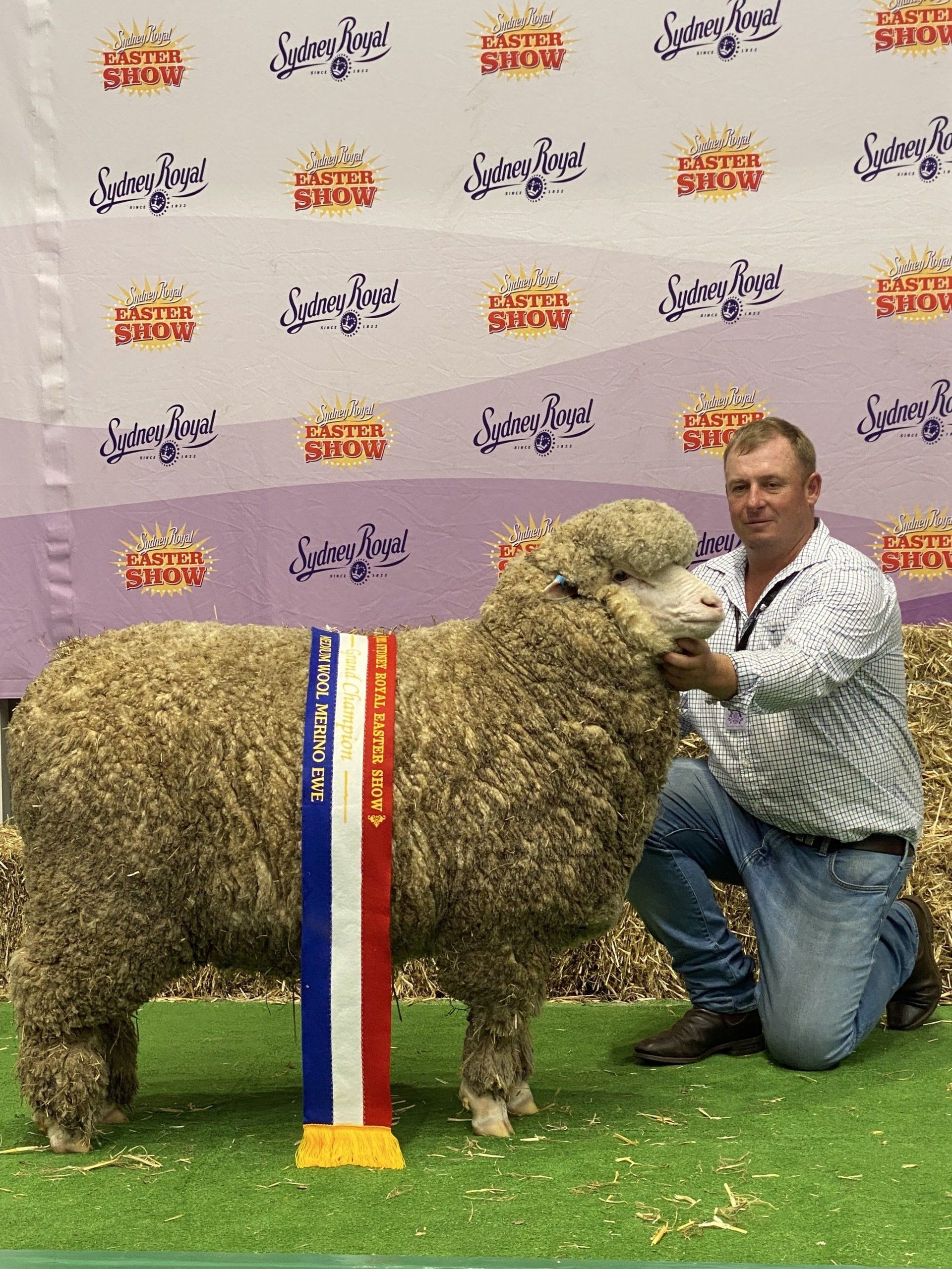 Exemplary Display in the Fine-Medium Wool Classes