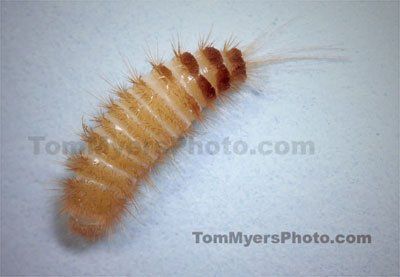 Larger Cabinet Beetle Larvae | www.cintronbeveragegroup.com