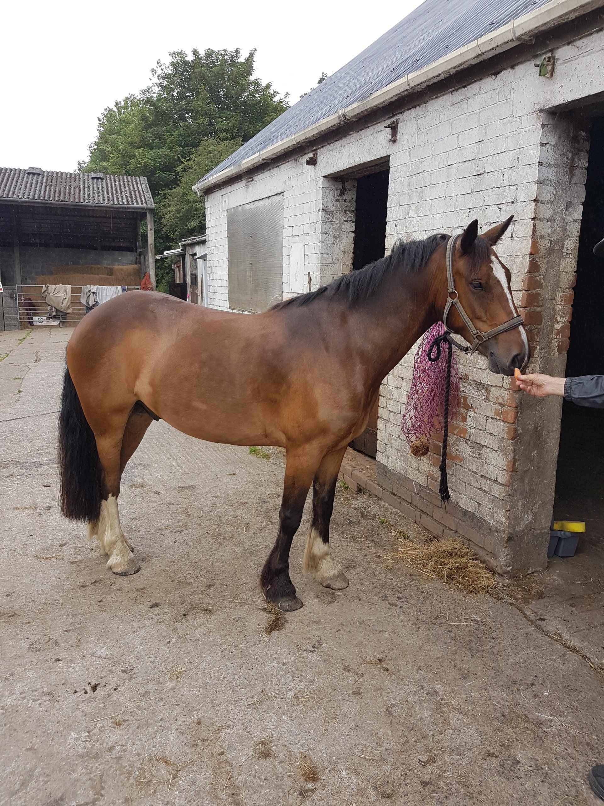 Horse stables | Green Farm Riding Stables