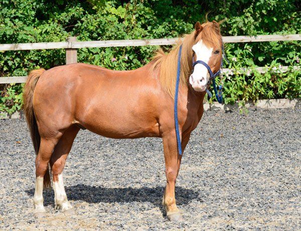 Horse stables | Green Farm Riding Stables