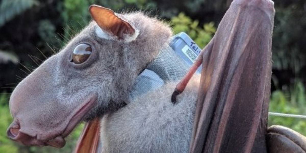 The hammer-head bat.