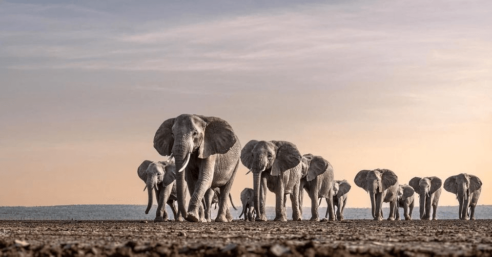 The vital elephant matriarch.