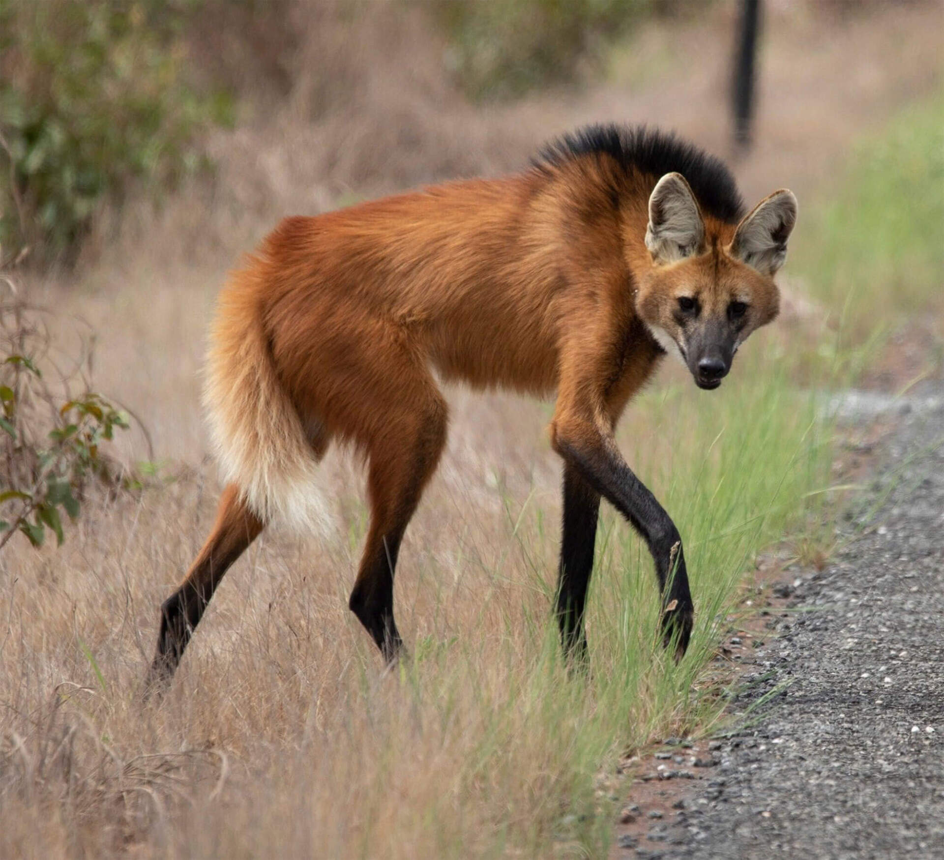 The maned wolf looks like a fox (on stilts) crossed with a wolf.