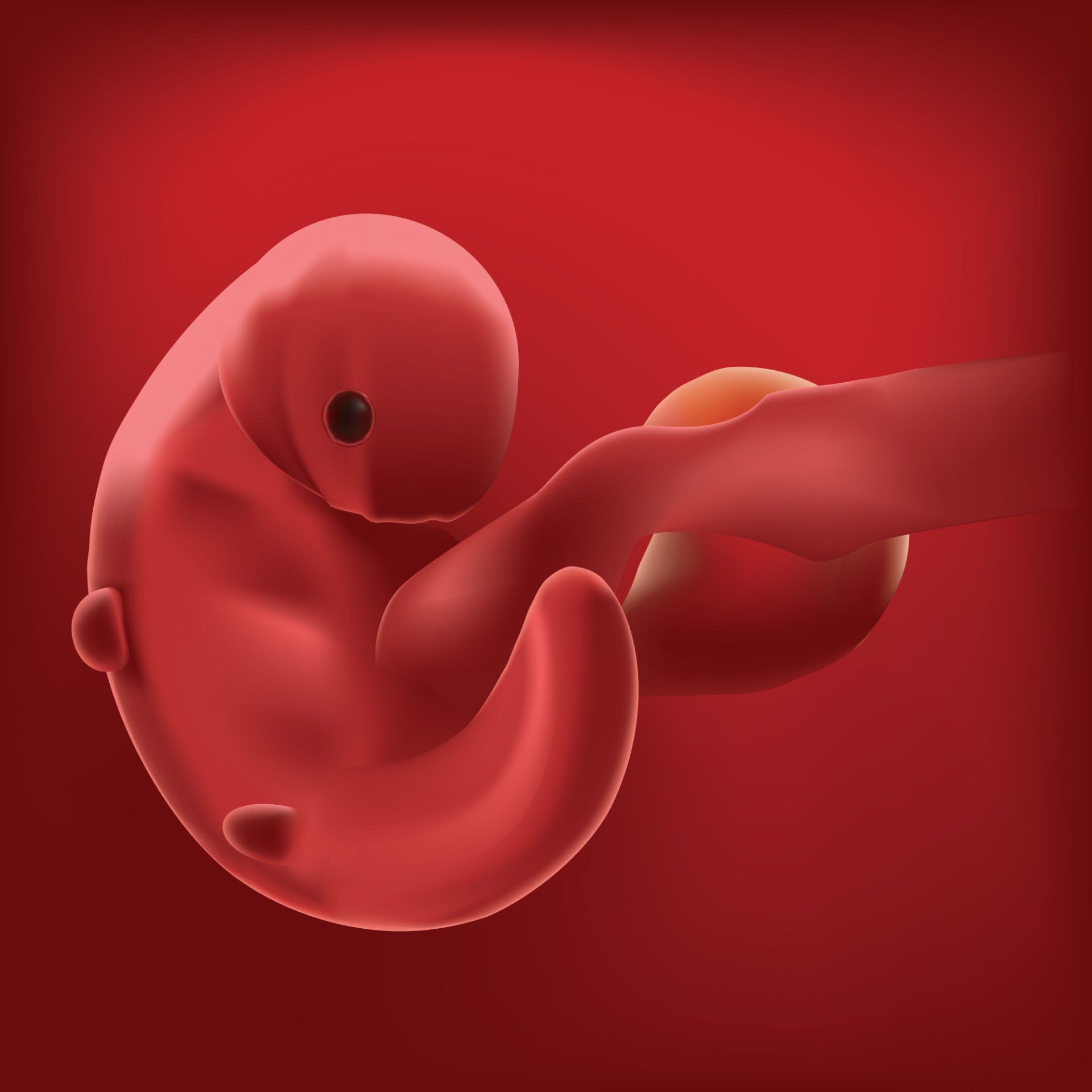 XY and XX chromosome explained