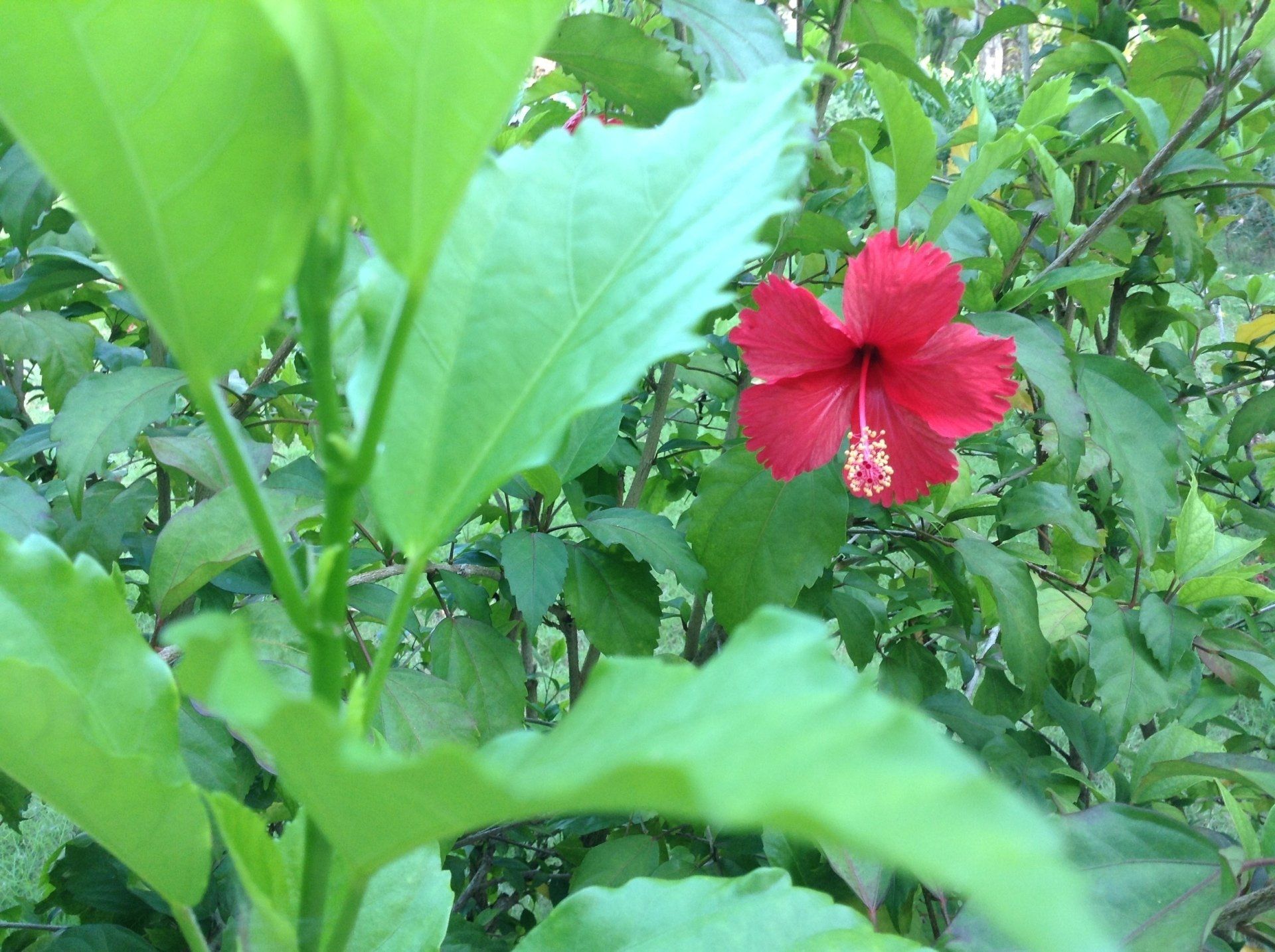 Hibiscus: The Official Flower of Haiti
