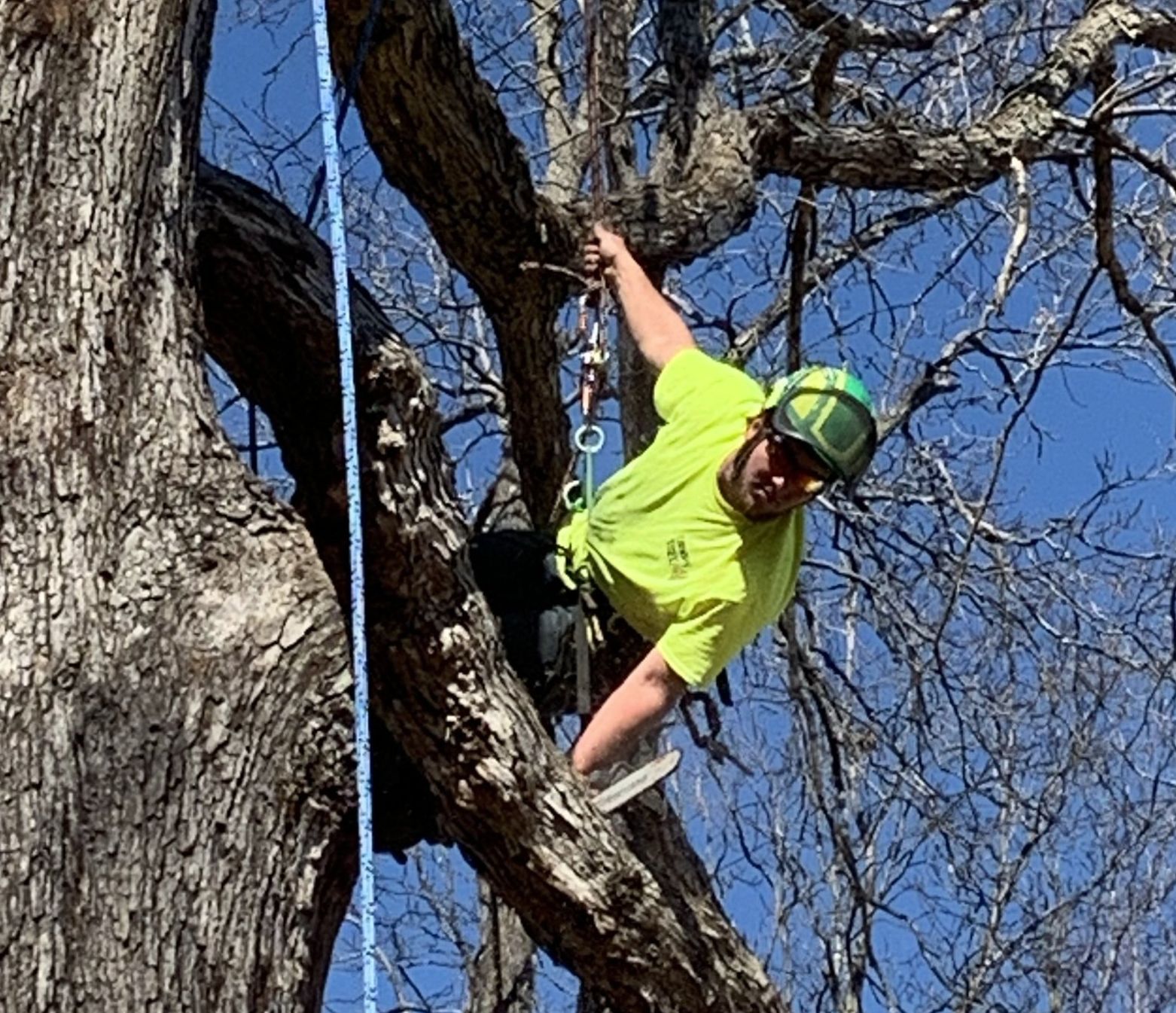 Arborists | Mocksville, NC | Canopy Tree Service