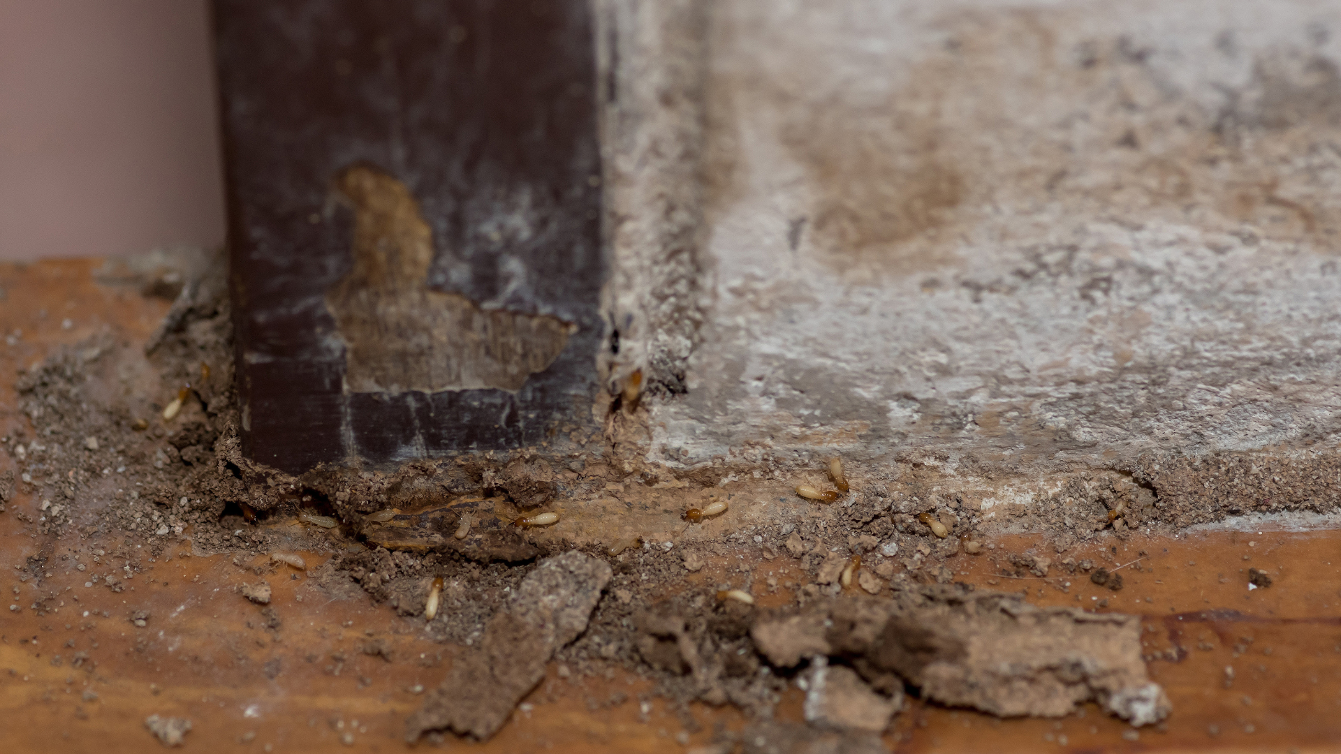 How Termites Impact The Integrity Of Homes