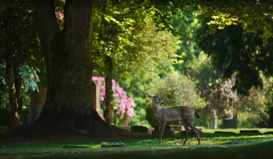 Cemeteries | Cemetery Association of Oregon
