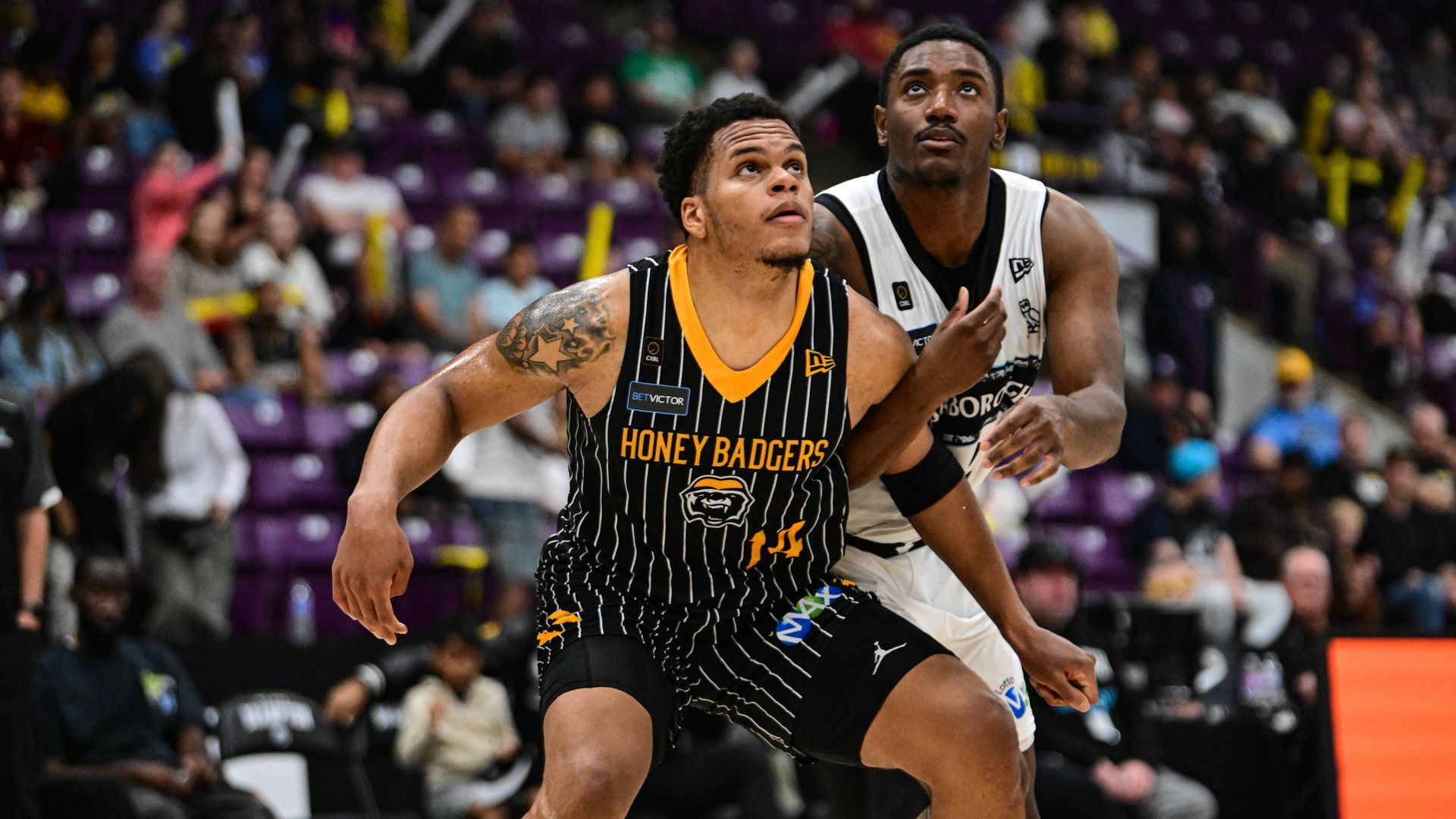 Brampton Honey Badgers - Canadian Professional Basketball Team