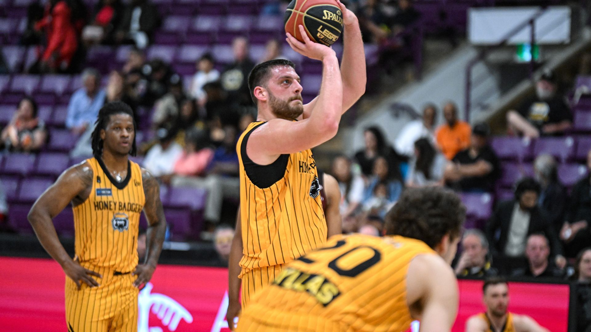 Brampton Honey Badgers - Canadian Professional Basketball Team