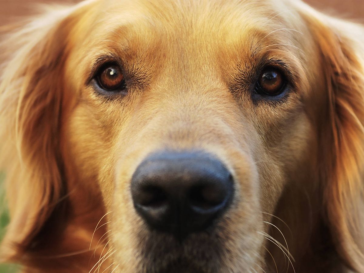 Qué colores ven los perros: ¿por qué los perciben así?