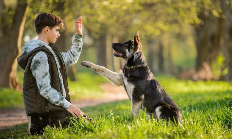 Tipos de Adiestramiento Canino: Una Guía Completa