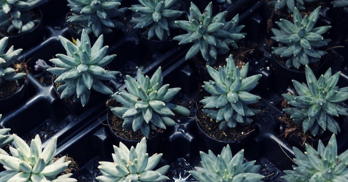 Procona Products: Revolutionizing Flower Packaging