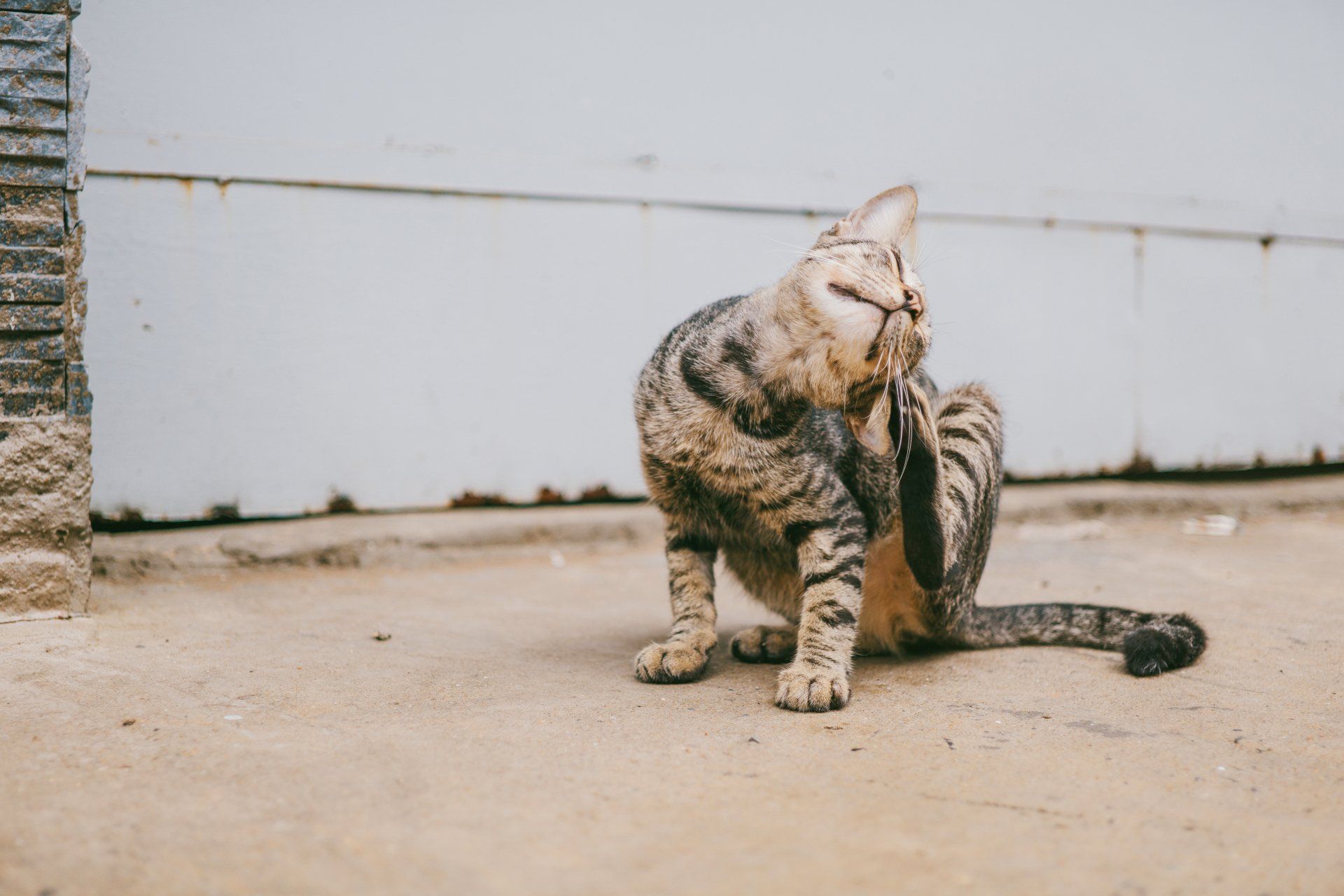 Revealed: The Cat Fleas Life-Cycle - (Ctenocephalides felis) | Pale Horse