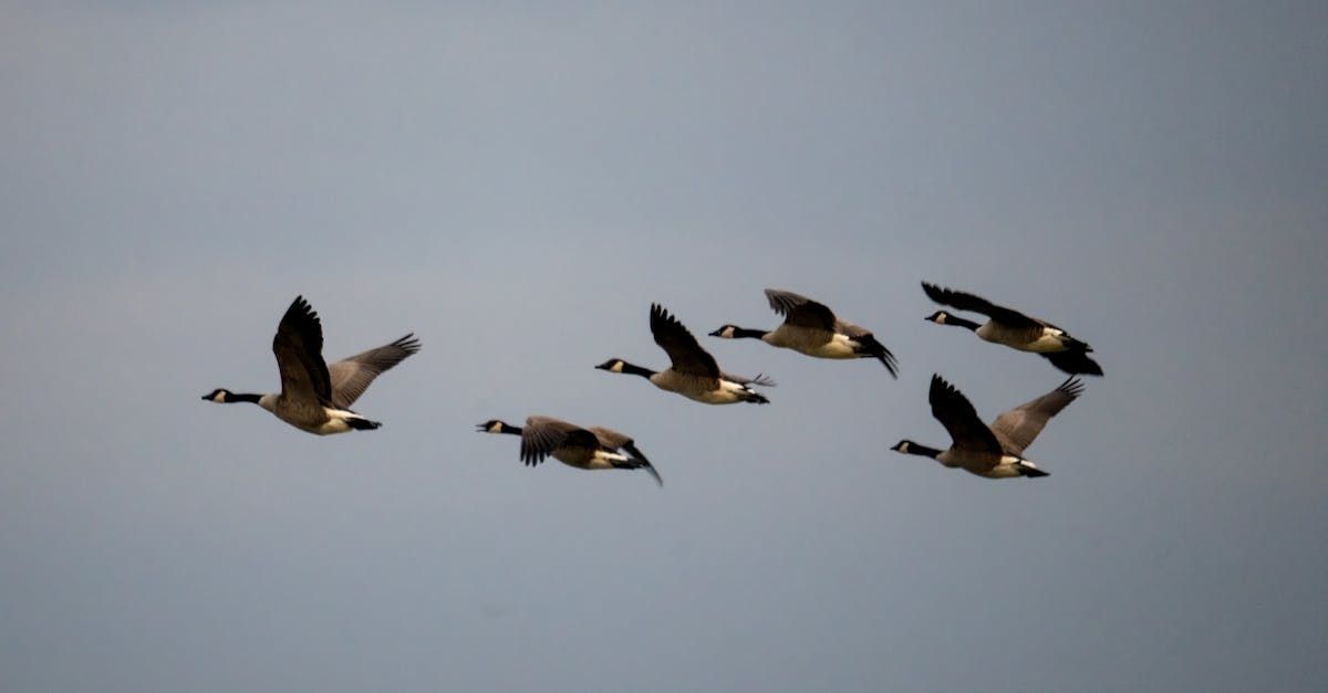 Bunkhouse Lodge | Duck hunting in Seadrift, Texas.