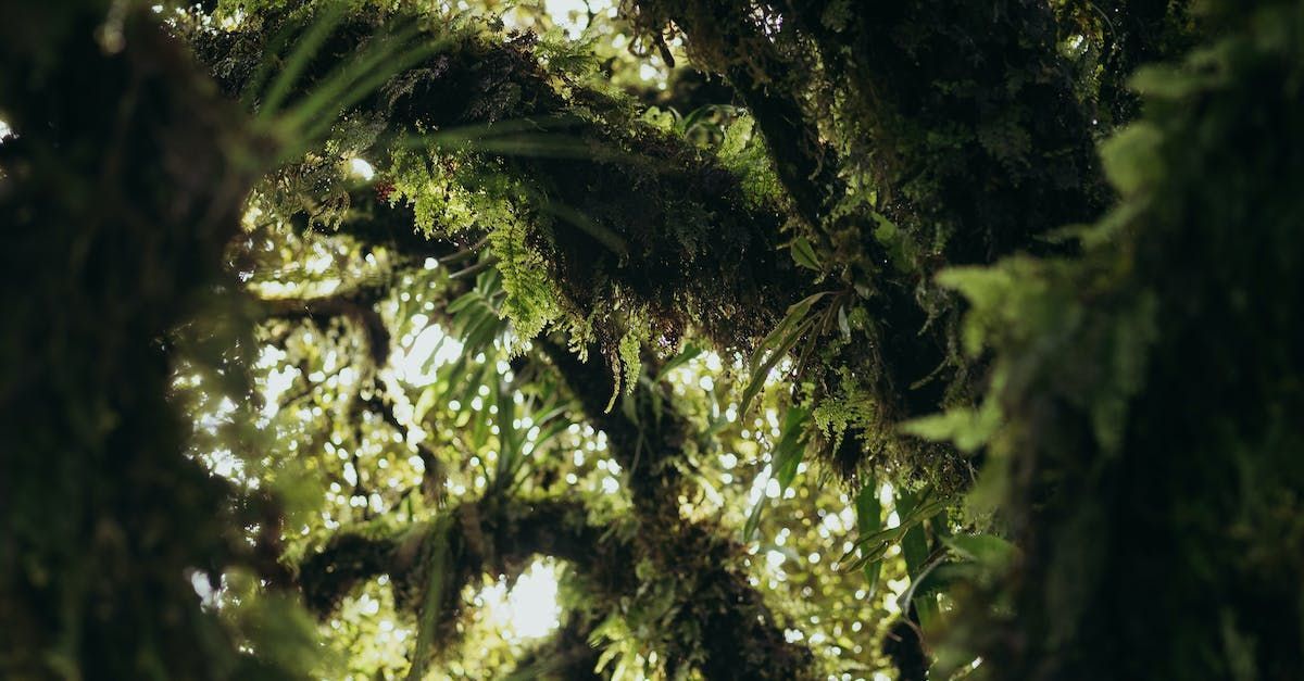 Trees Need To Be Trimmed? Here Are 6 Tell Tail Signs