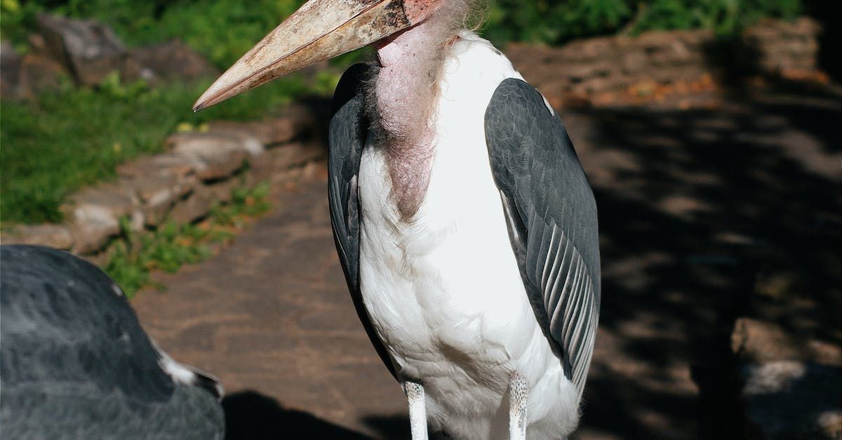 The Marabou Stork in Kruger National Park: A Complete Guide