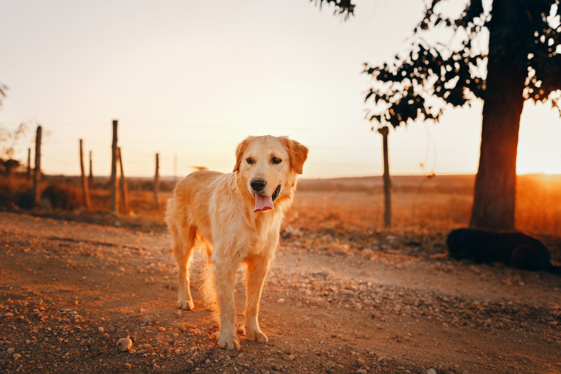 ¿Es Buena Idea Adoptar un Perro Abandonado?