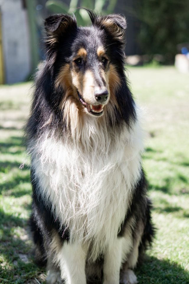 How To Prevent Matting On Rough Collie