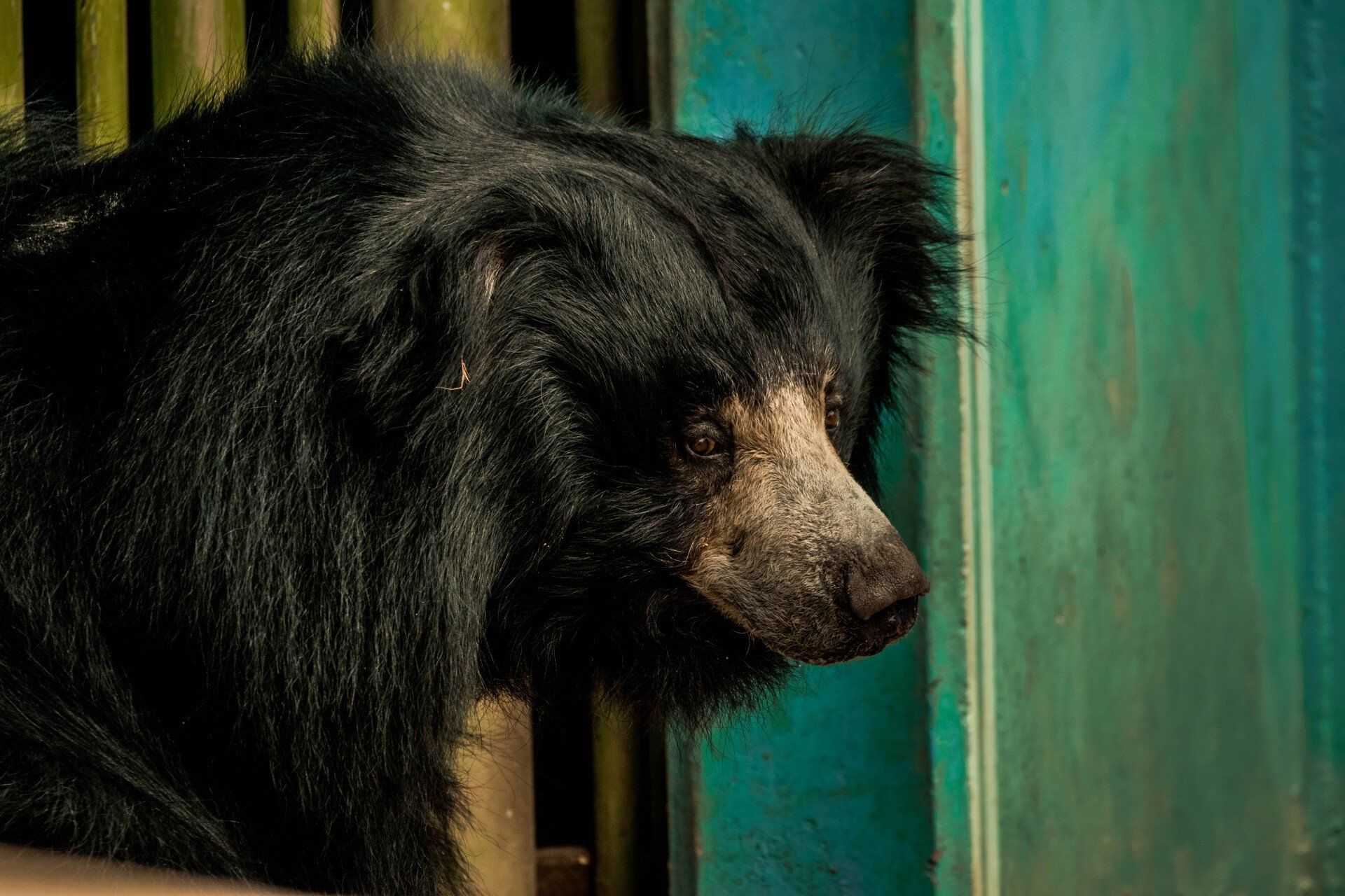 Guide to Oswald's Bear Ranch | Northland Outfitters