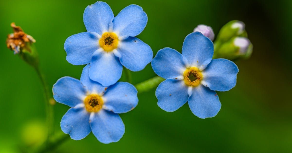 Signs of forgetfulness & Dementia