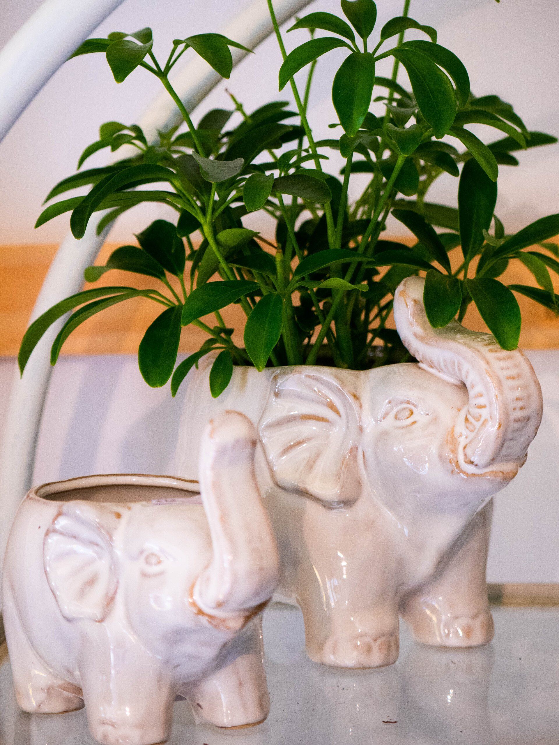 Tips for Outdoor Planters: Size, Placement, and More