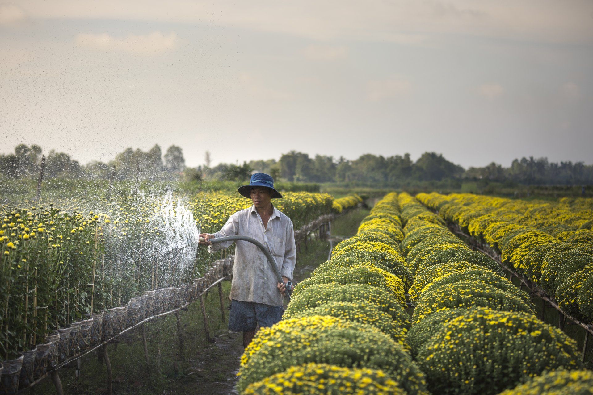 Watering Tips for Summers in Austin