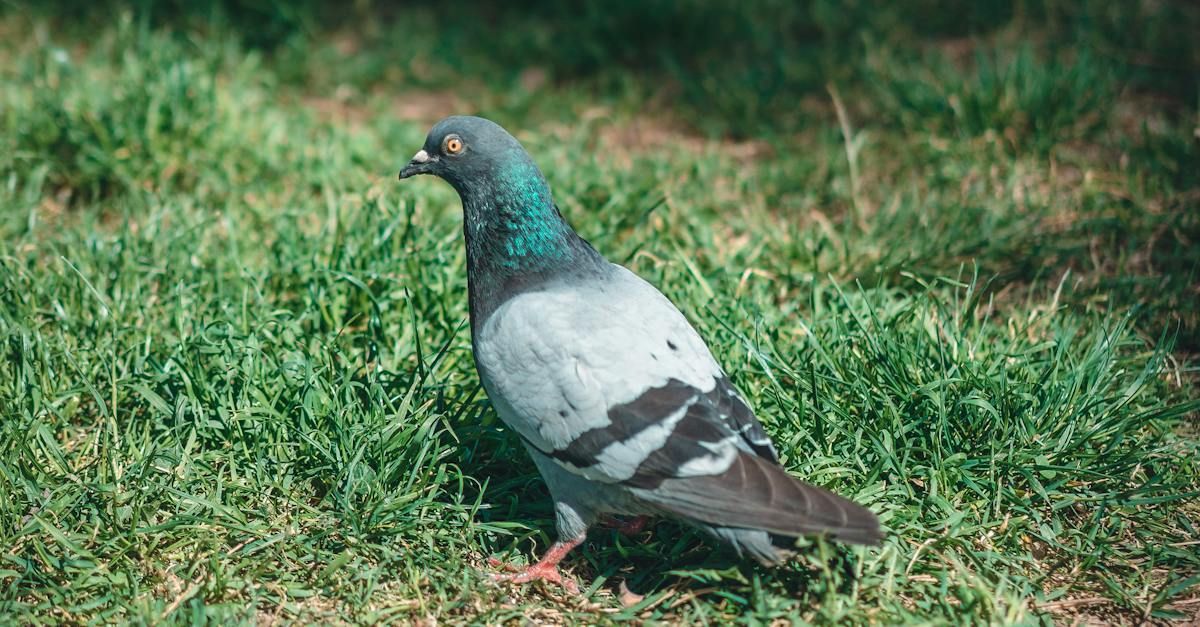 Guano Removal | JM Pest Solutions